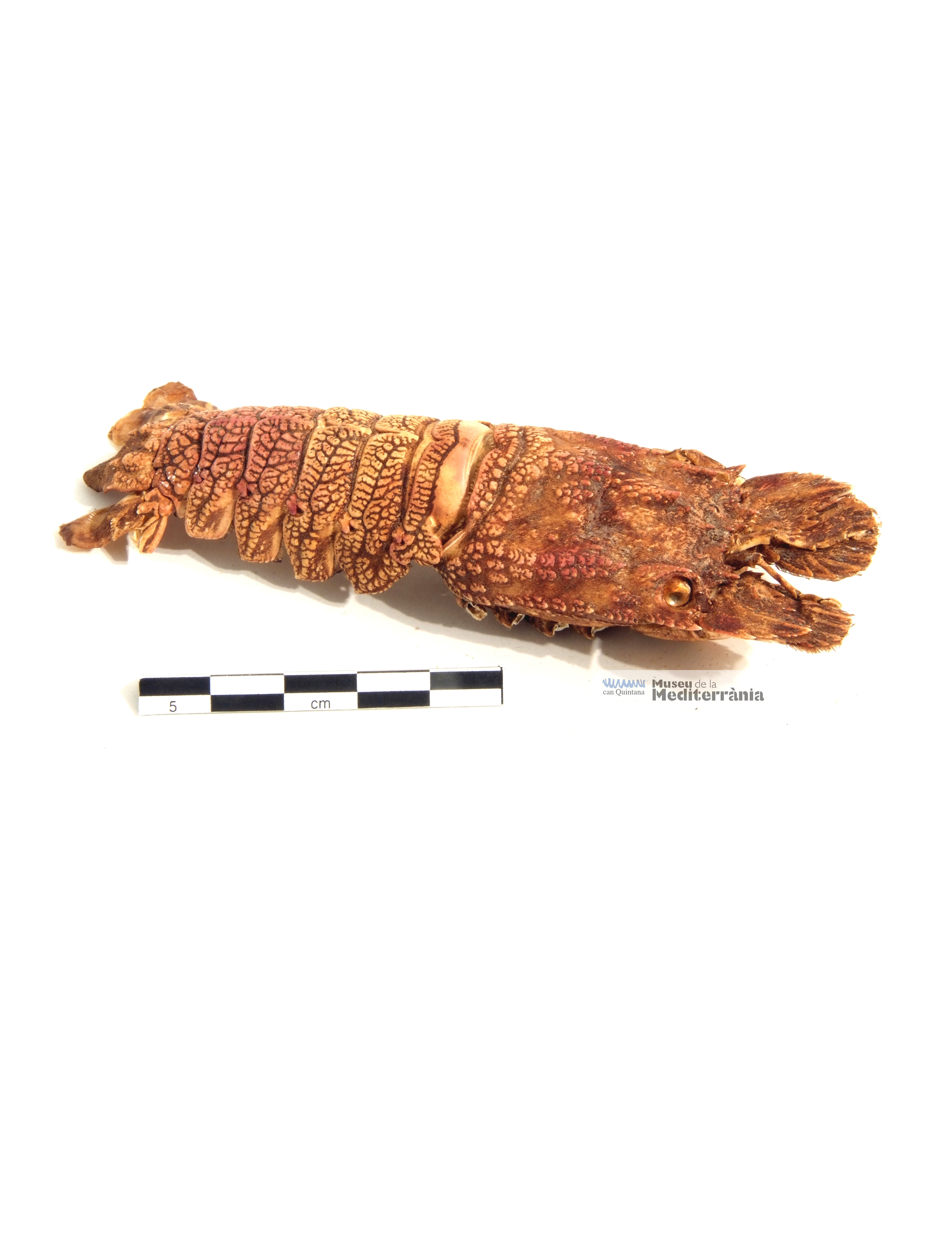 Scyllarus arctus | Museu de la Mediterrània